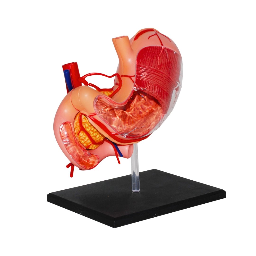 Human Anatomy – Stomach Model | Explore the Core of Digestion! – Fun ...