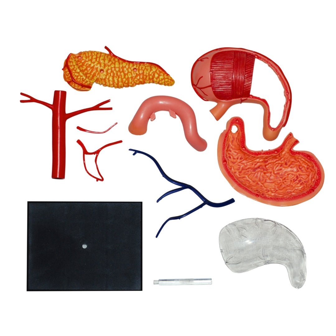 Human Anatomy – Stomach Model | Explore the Core of Digestion! – Fun ...